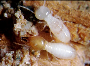 SDS & Labels | Bayer Environmental Science